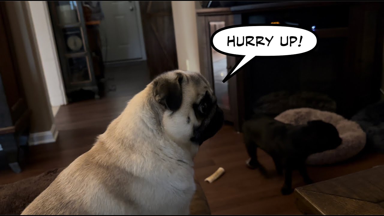Ready Set Pug Dinner - YouTube