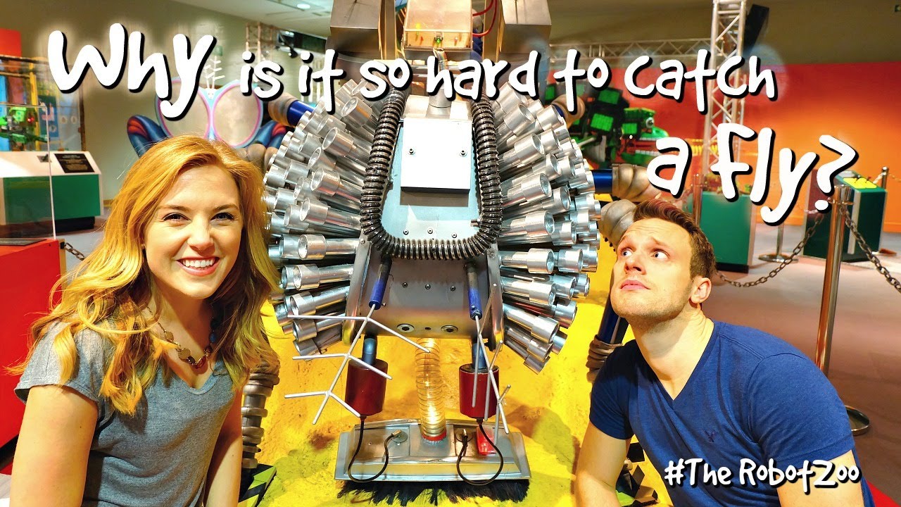 Why is it so hard to catch a fly? | The Robot Zoo | Maddie Moate - YouTube