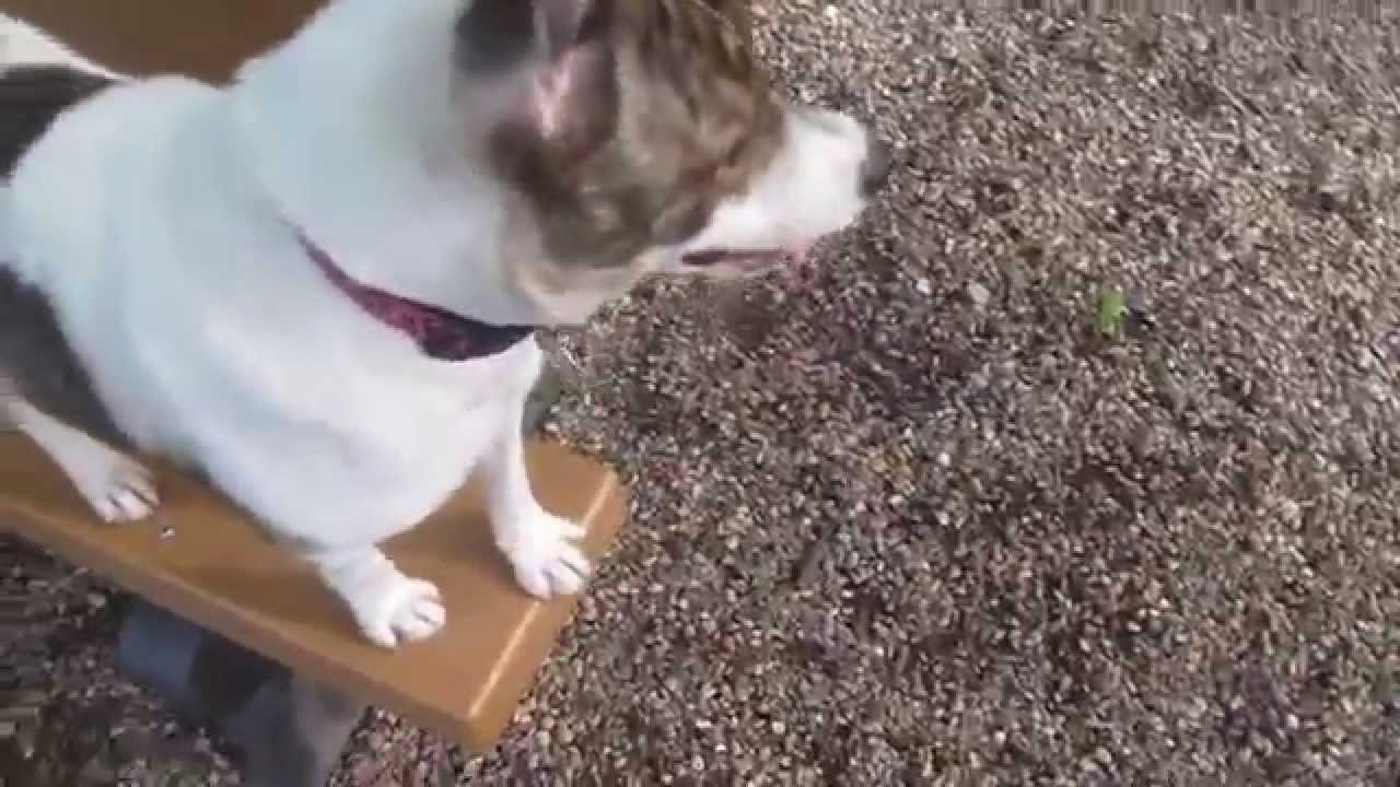 Queenie Dog Park 05 11 14a - YouTube