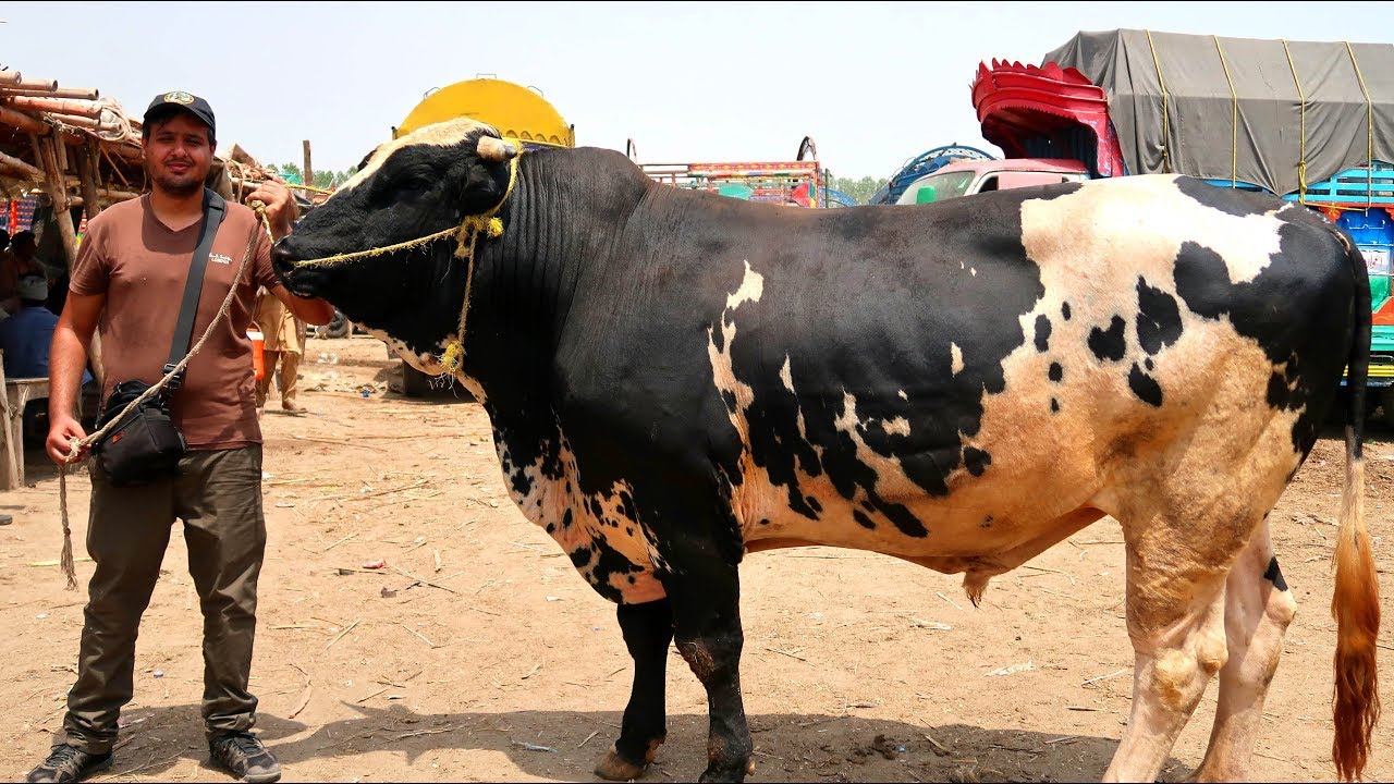 Heavy Bulls For Qurbani - Shahpur Kanjra Mandi Lahore 2019 - YouTube