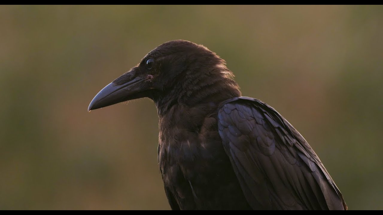 Baby raven perched - filmed 8.9.2022 - YouTube