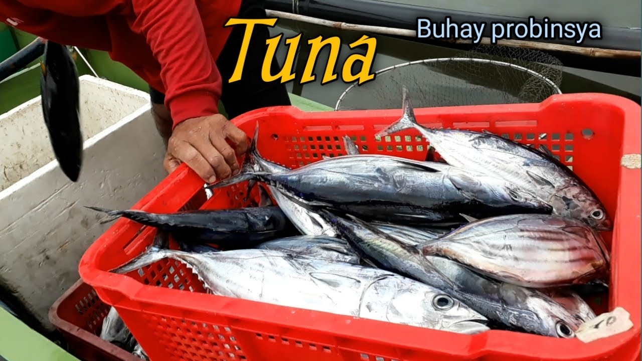 Tuna | tulingan at tambakol | masinloc zambales - YouTube
