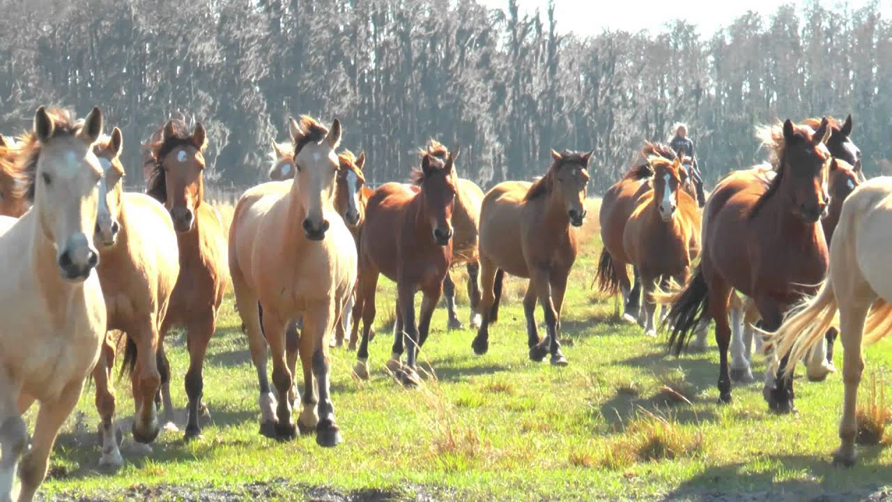 Horses running on a Florida Ranch music video-(DJI Phantom 2/Panasonic ...