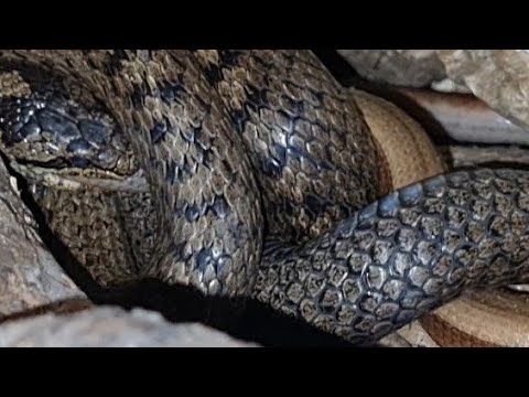 Zmija (Snake) guta slepica - YouTube