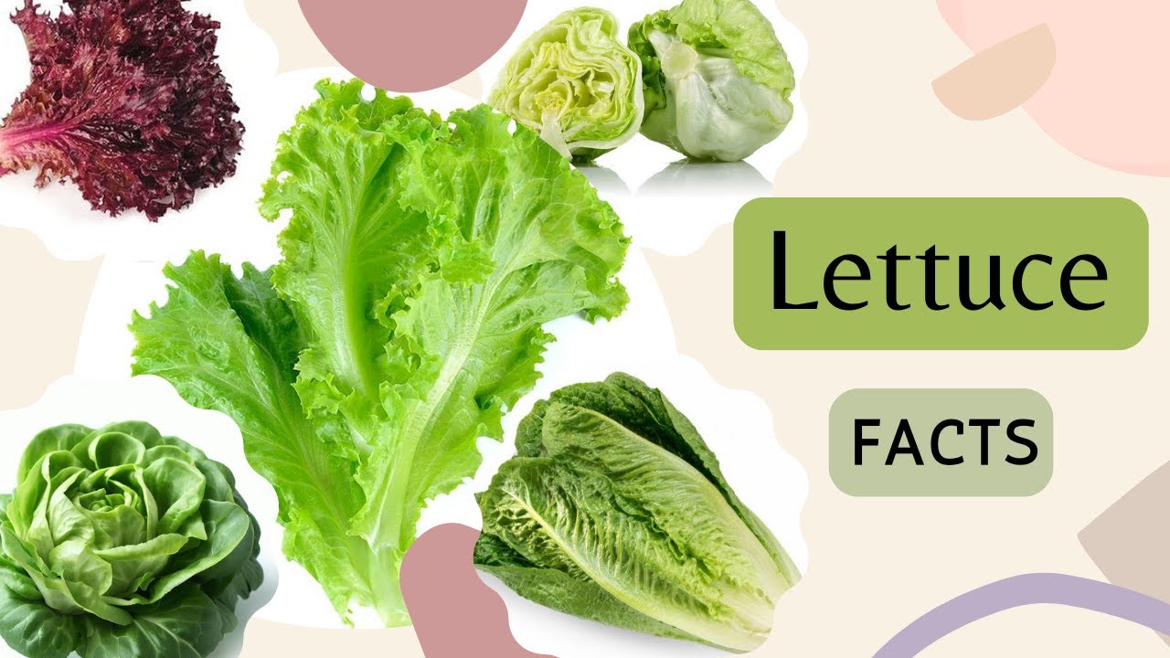 Lettuce Facts - YouTube