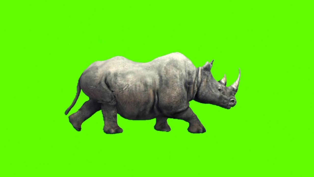 Rhino Walk Green Screen | Rhino Green Screen Effects - YouTube