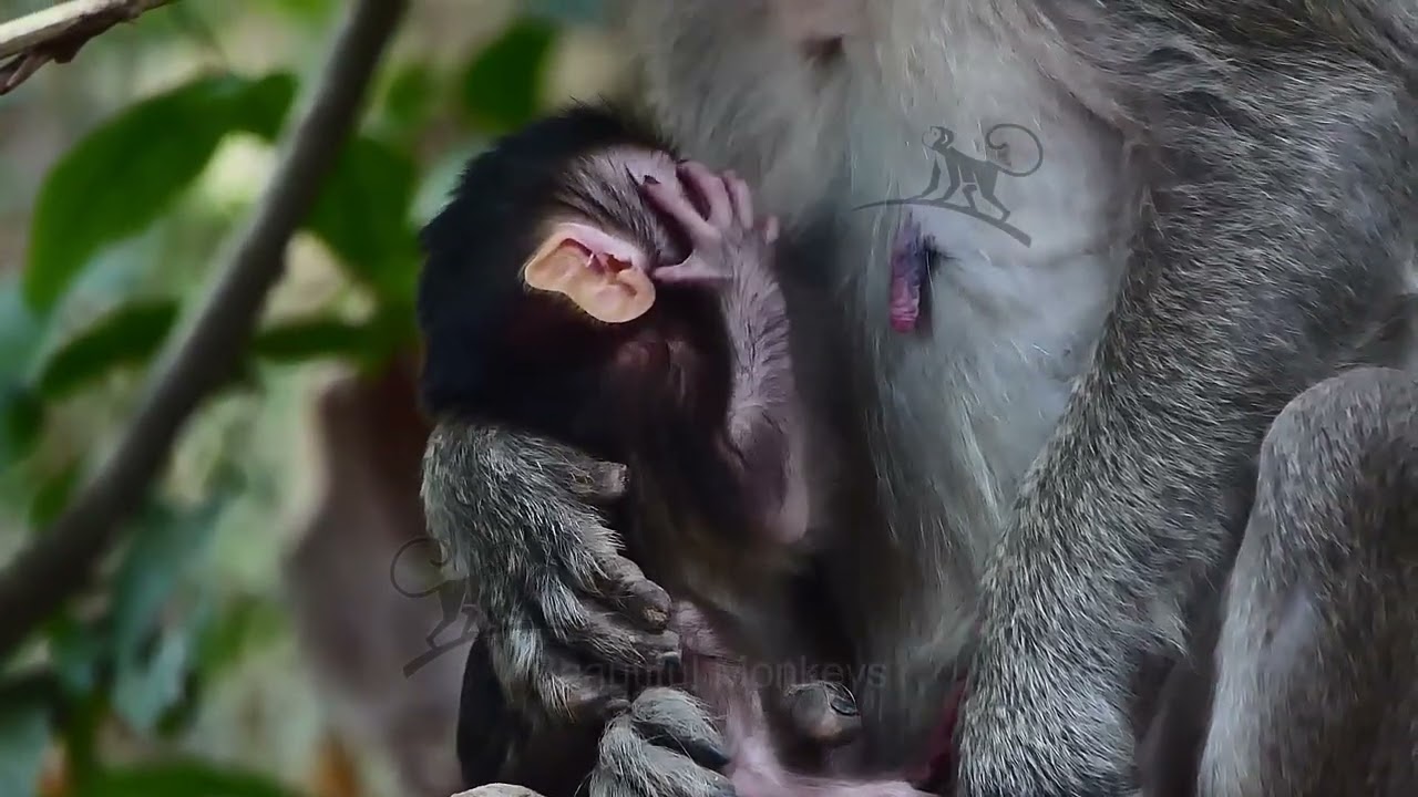 Queen Yari's Newborn Baby Is A Little Cute Girl - YouTube