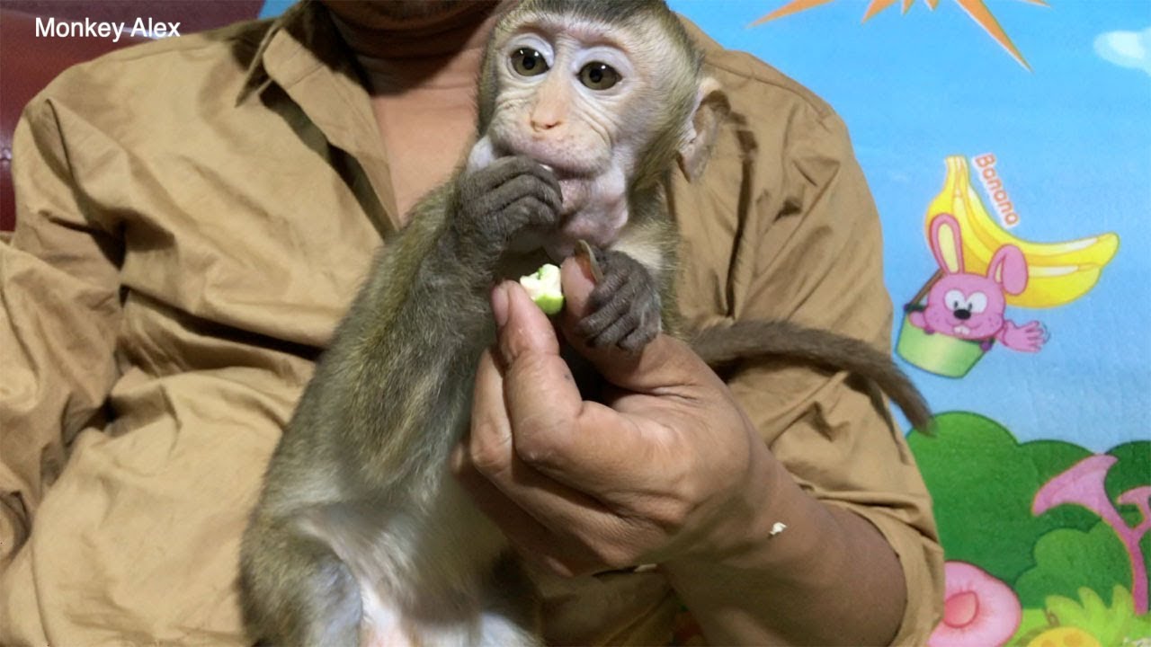 Baby Monkey Alex Eating Lotus and Happy With Family - YouTube