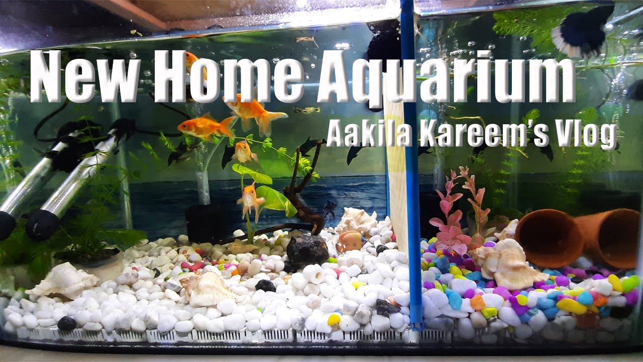 How To Setup 2 Feet Fish Tank | Home Aquarium | Live Plants | Beginners ...