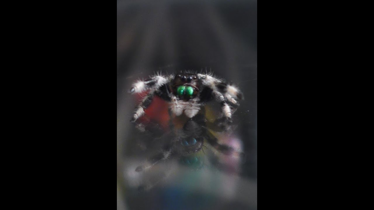 Florida Springspinne (Phidippus regius) auf Fliegenjagd - YouTube