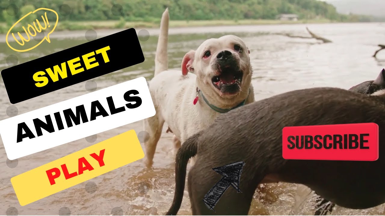 FUNNY ANIMALS PLAY. CATS, DOGS, ELEPHANTS, LEMURS - YouTube