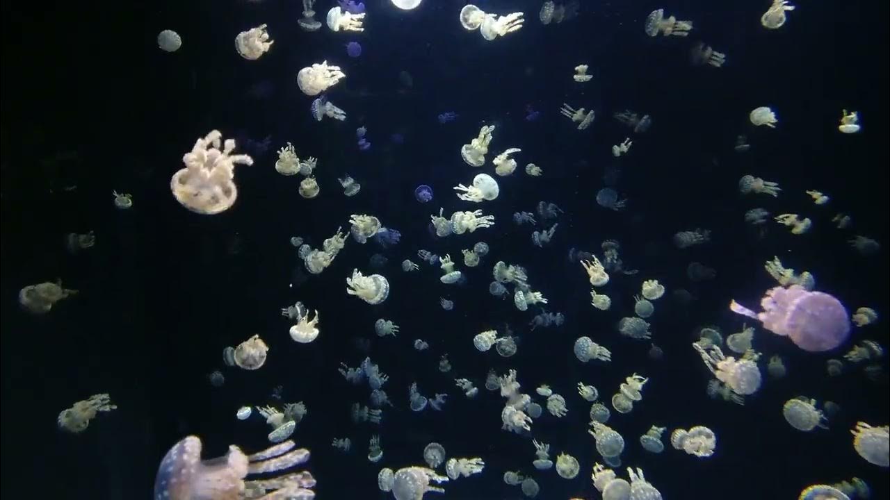 wonderful word( beautiful of the jellyfish, & amazing beautiful color ...