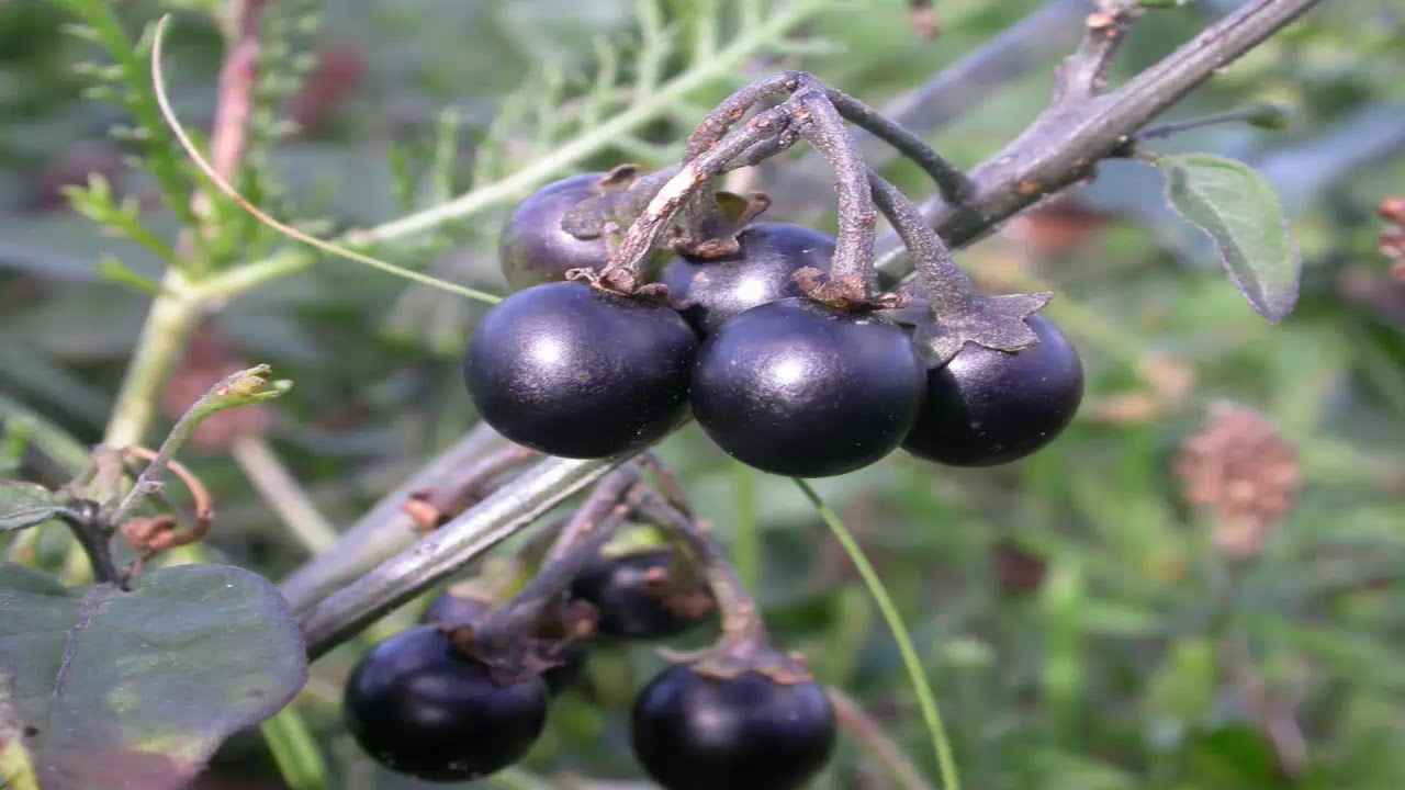 Tak disangka ...15 manfaat dan khasiat buah ranti untuk kesehatan - YouTube