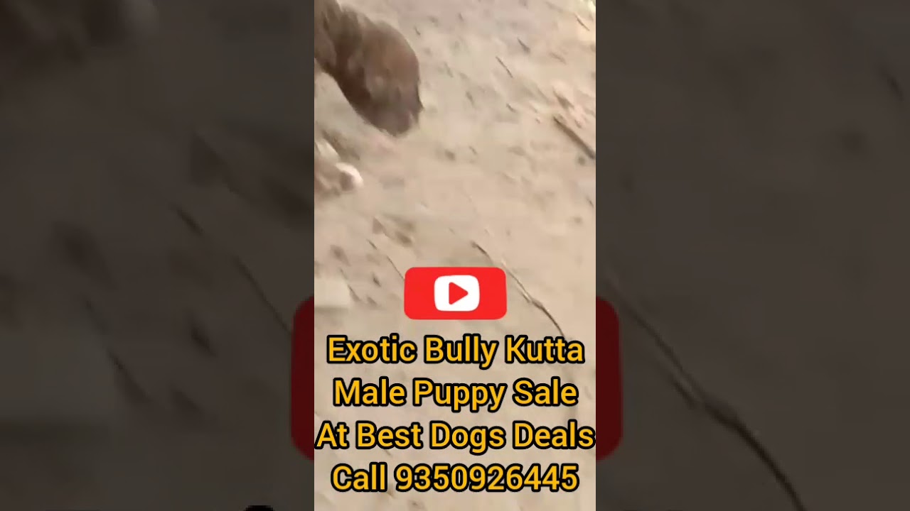 Exotic Pakastani Bully Kutta Male Puppies Sale Best Dogs Deals ...