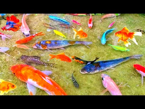 Catch Unique Little Frogs | Catching And Finding A Lot Of Beautiful ...
