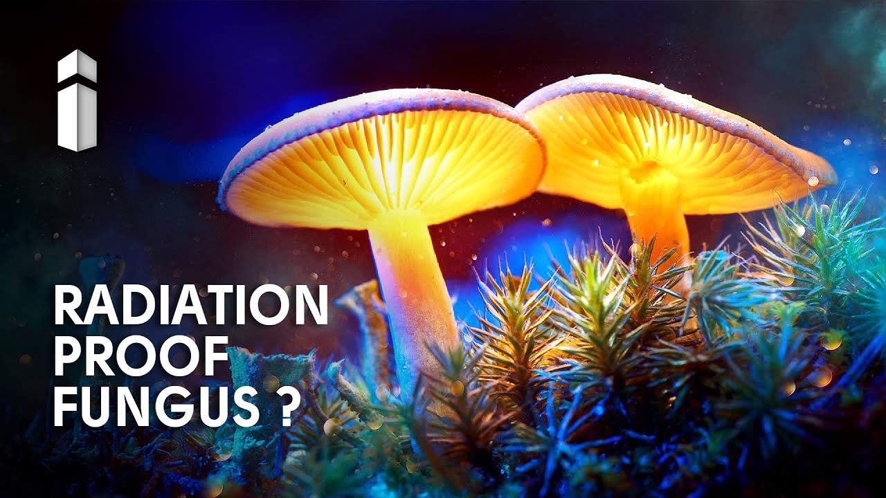 How These Fungus Can Protect Astronauts From Harmful Space Radiation ...