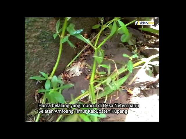 Hama Belalang Yang Muncul Di Amfoang Timur
