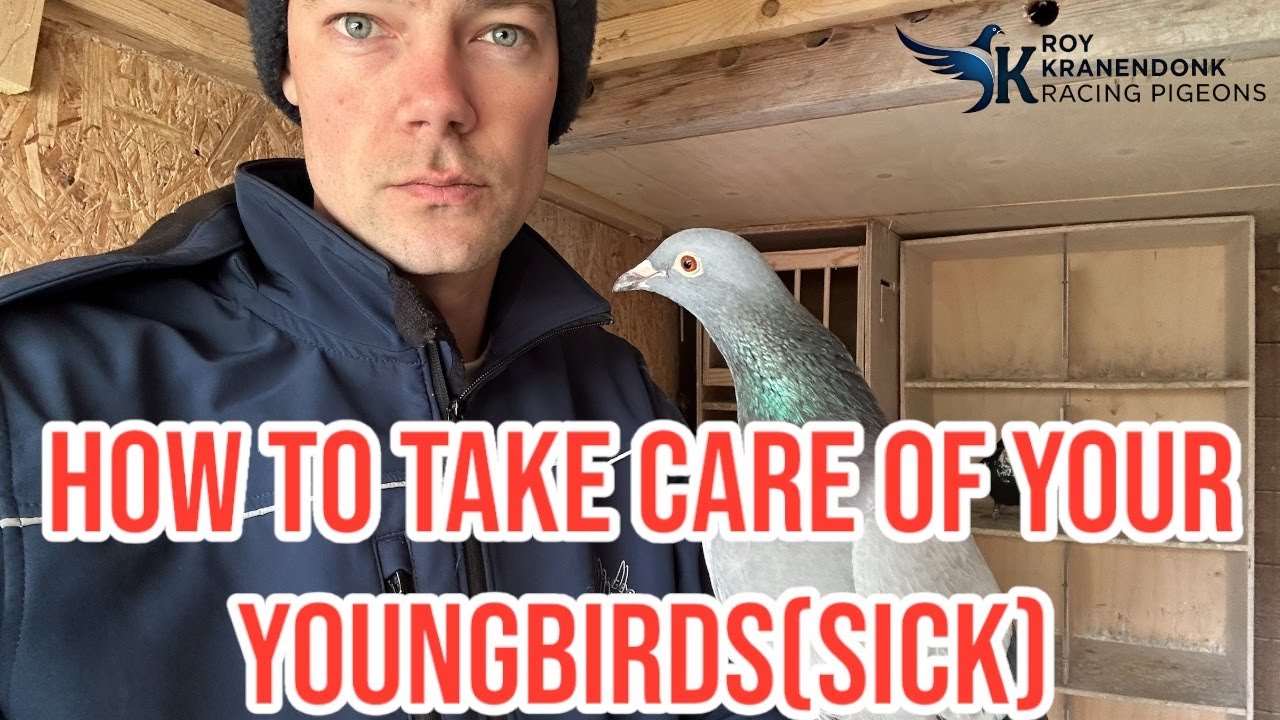 How to take care for your Youngbirds | when they get sick | Racing ...