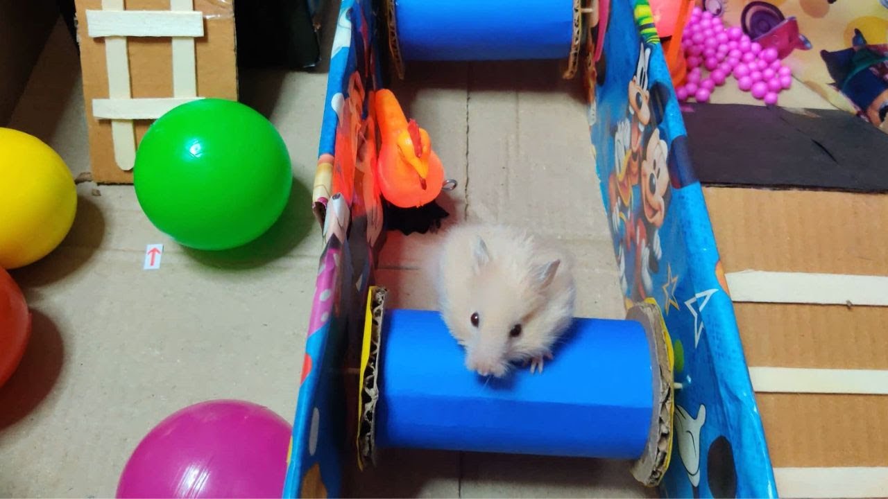 Hamster Escape | Funny hamster Maze | Obstacle courses for hamster Part ...