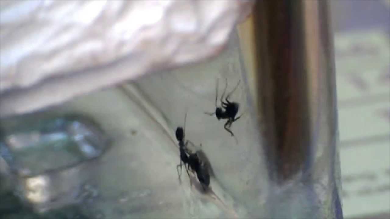 Two ants save fellow worker from drowning - YouTube