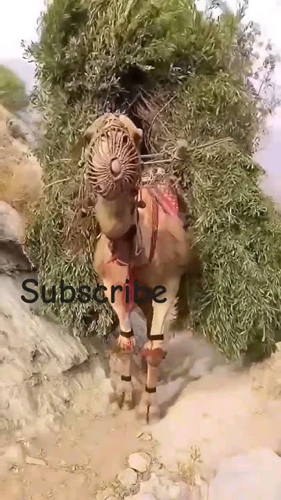 ان اللہ وملائکتہ یصلون علی النبی Quran Motivation Love