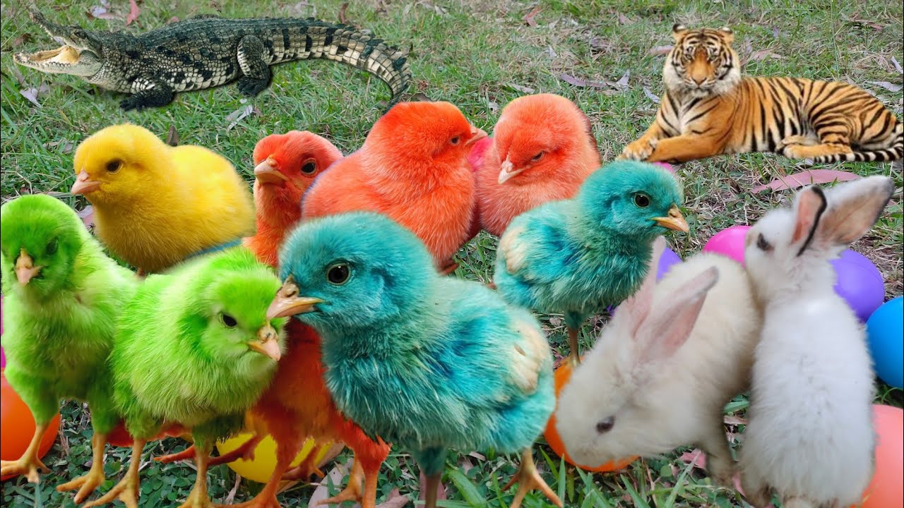 waw jutaan ayam lucu, ayam warna-warni, kelinci harimau, jitah, singa ...