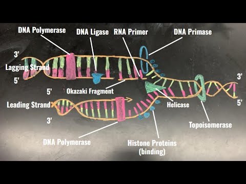 DNA Replication Explained - YouTube