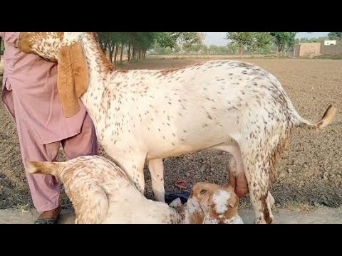 makhicheeni bakri top quality pure quality #goats #animals #bakra - YouTube