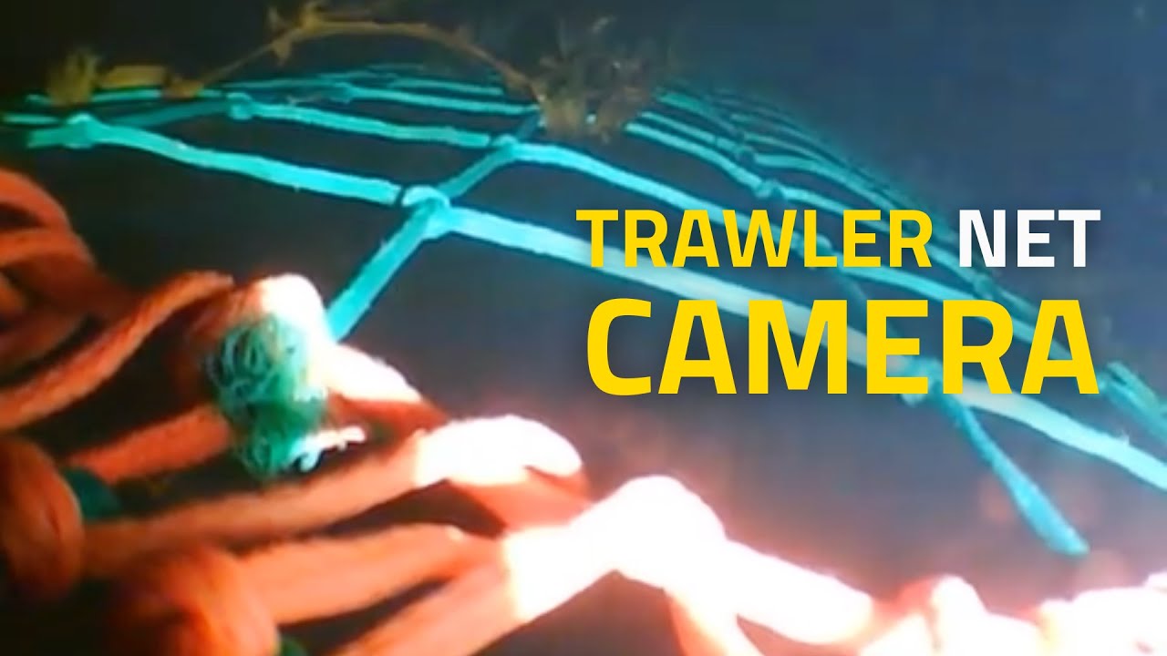 Square Mesh Panel filmed using CatchCam Underwater Fishing Camera ...