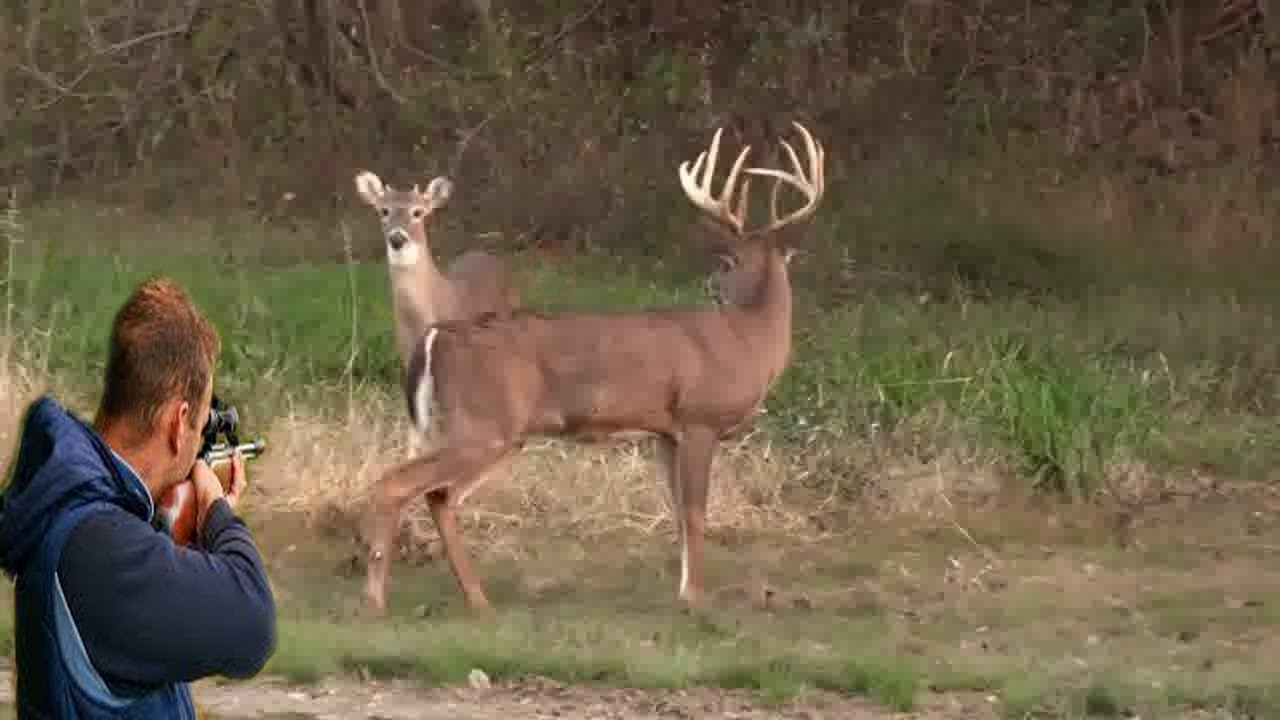 اقوي مشاهد صيد غزال الرنه الاوربي بالبنادق 😱👌👍🦌🦌🦌 Youtube