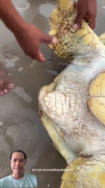 This turtle was rescued by kind people and released back into the sea ...