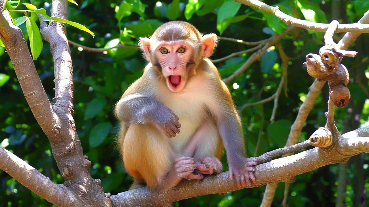 Babies Monkey Playing Amusing so Happy in Family, Young Primate ...