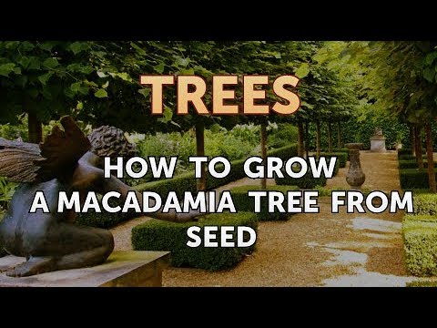 How to Grow a Macadamia Tree From Seed - YouTube