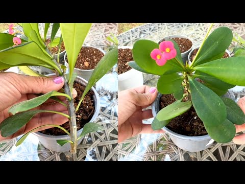 DİKENLER TACI Nasıl Kolay Çoğaltılır‼️Milli çiçeği çoğaltma‼️#dikenlertacı #milliçiçeği