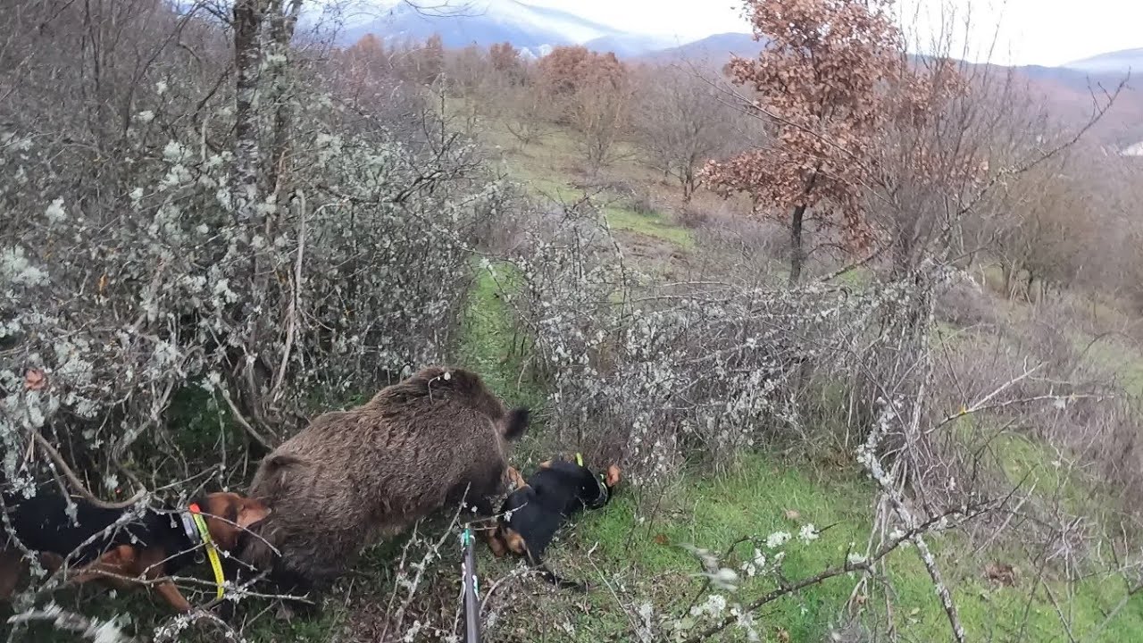 Κυνηγι αγριογουρουνου!! Wild boar hunting!!!2021-22 - YouTube