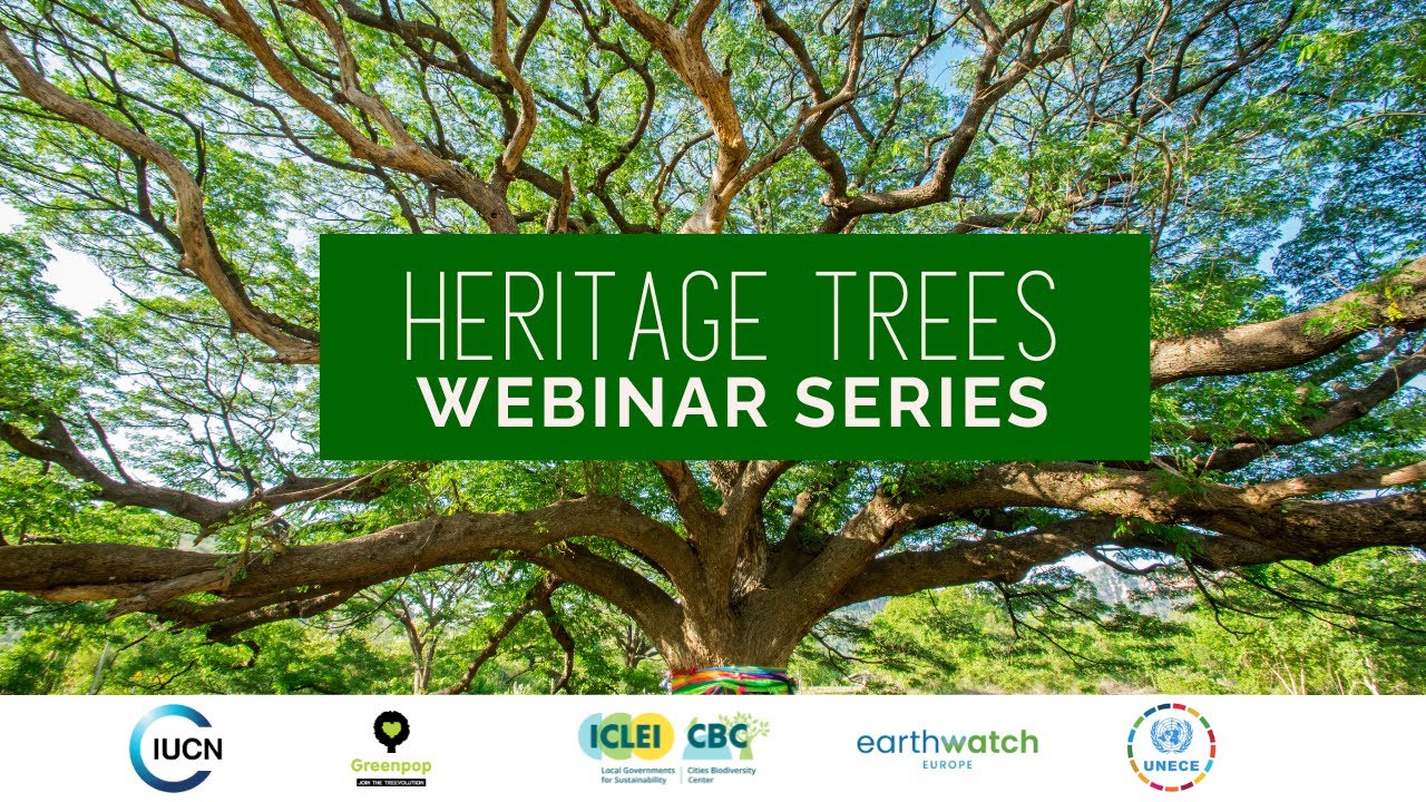 Urban Heritage Trees Webinar 2024 - Morning Session - YouTube