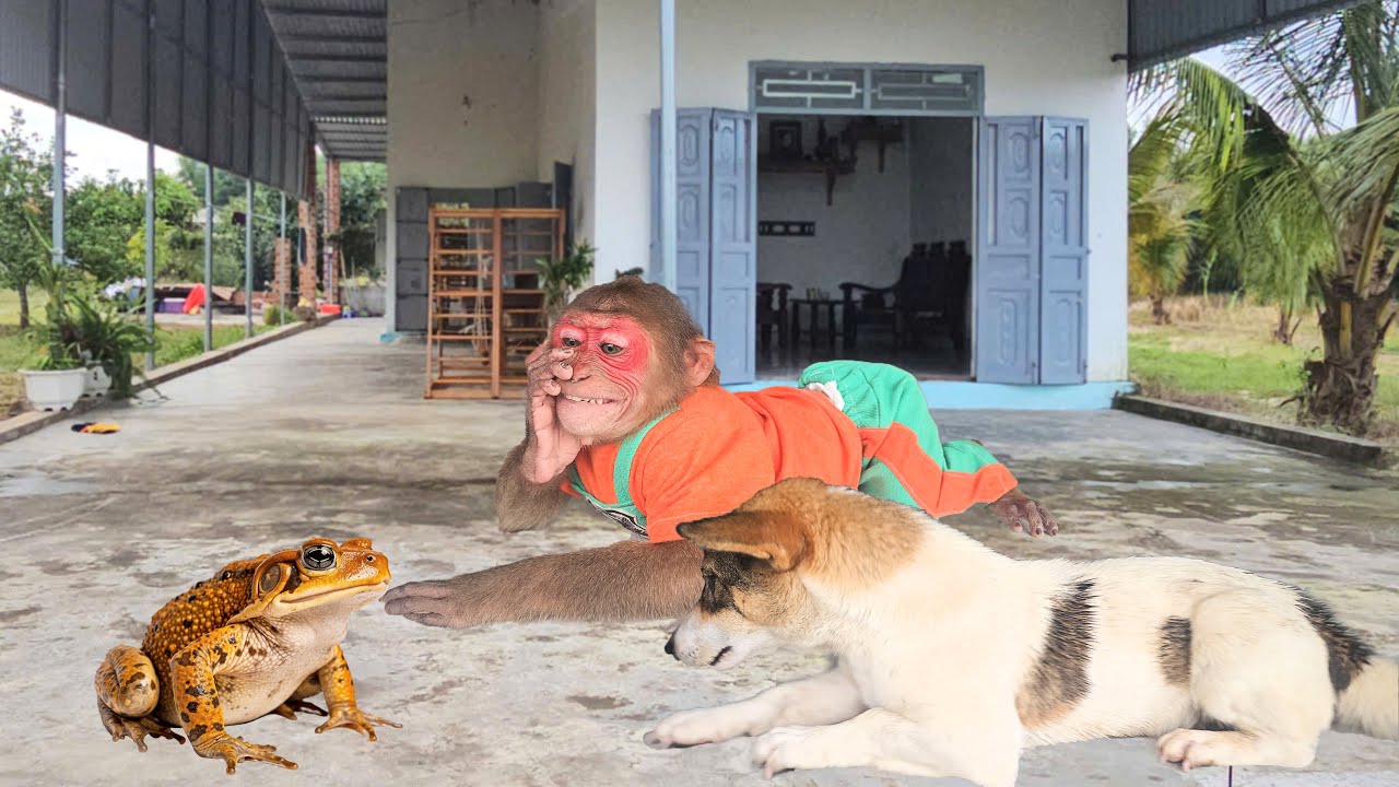 Su and Dog's Extremely Smart Reaction Surprise Toad Appeared In New ...