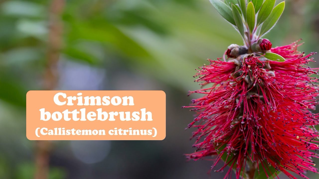 Callistemon Citrinus Fruit