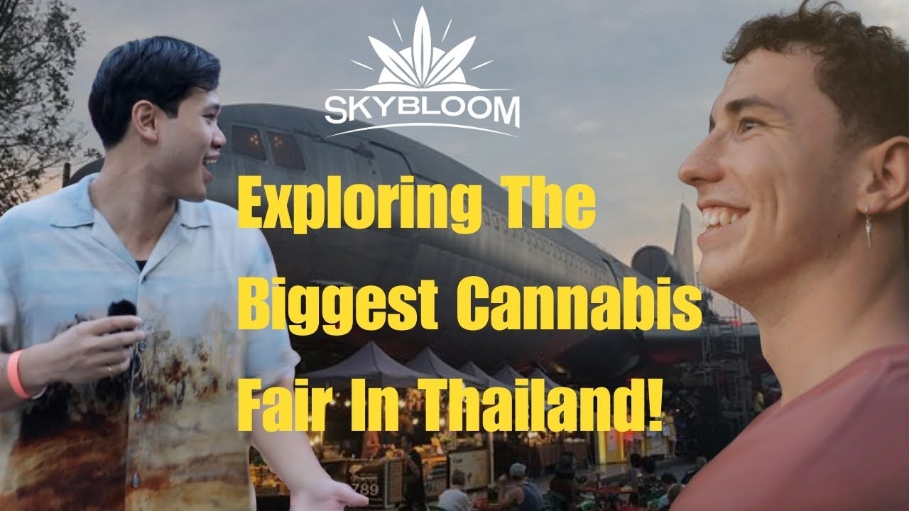 Diving Into Thailand’s Crazy Cannabis Scene - YouTube