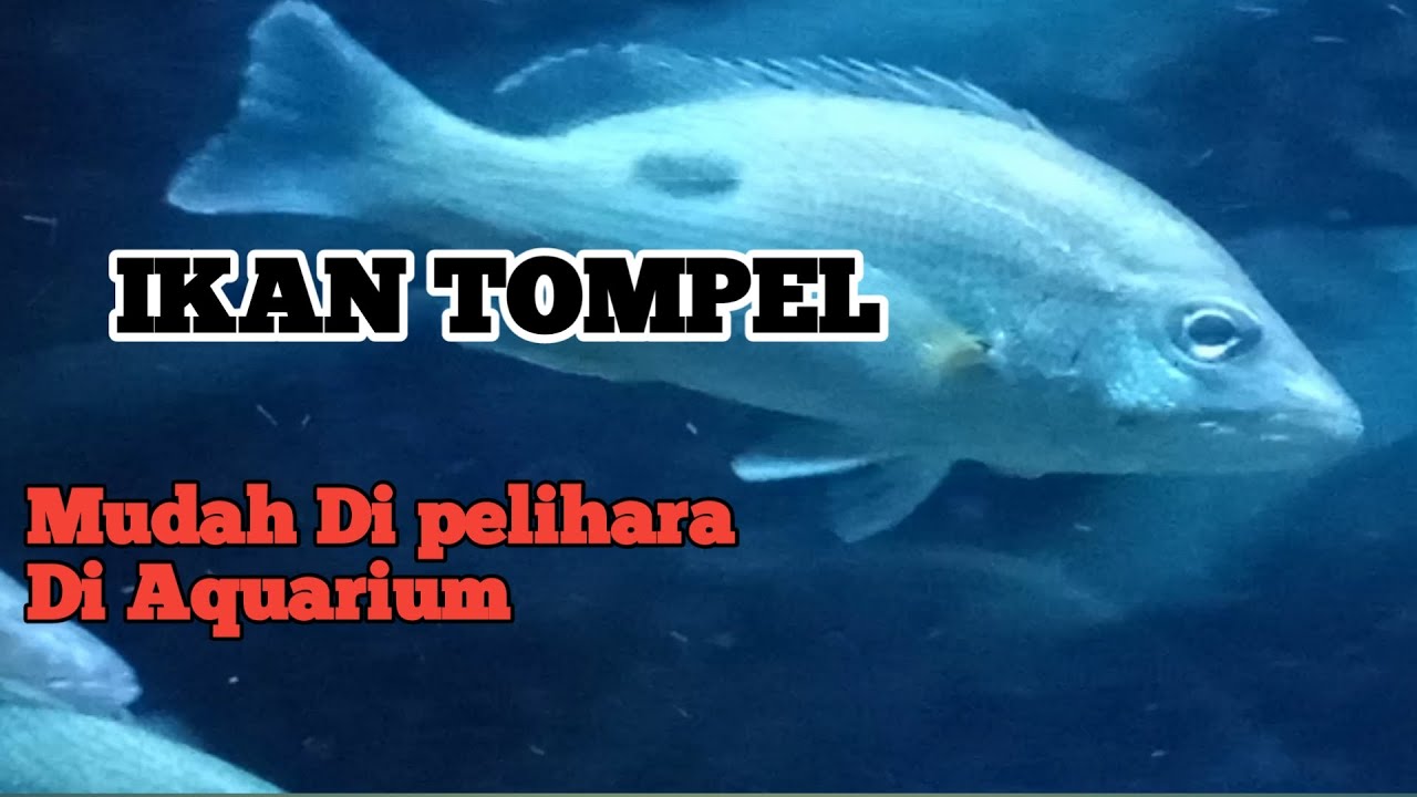 IKAN TOMPEL HASIL MANCING!! jadi hiasan Aquarium - YouTube