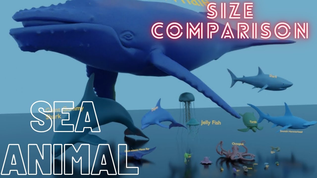 (Sea animal ) size comparison 🐋 - YouTube