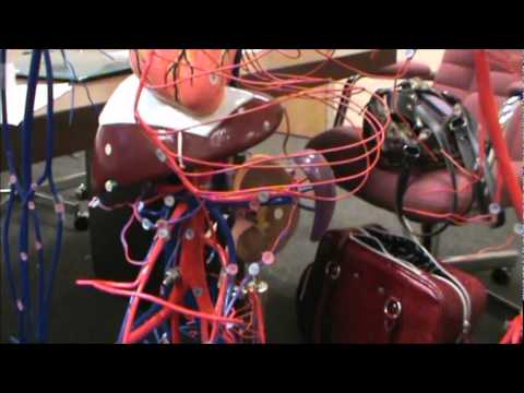 Arteries (Wire Model) - YouTube