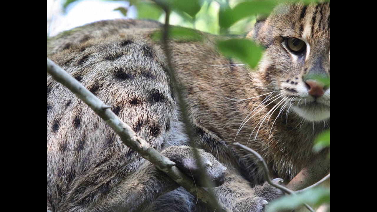 Botum Sakor National Park, Cambodia - YouTube