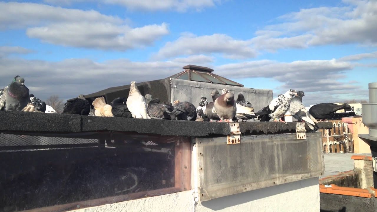 Pigeons in Brooklyn - YouTube