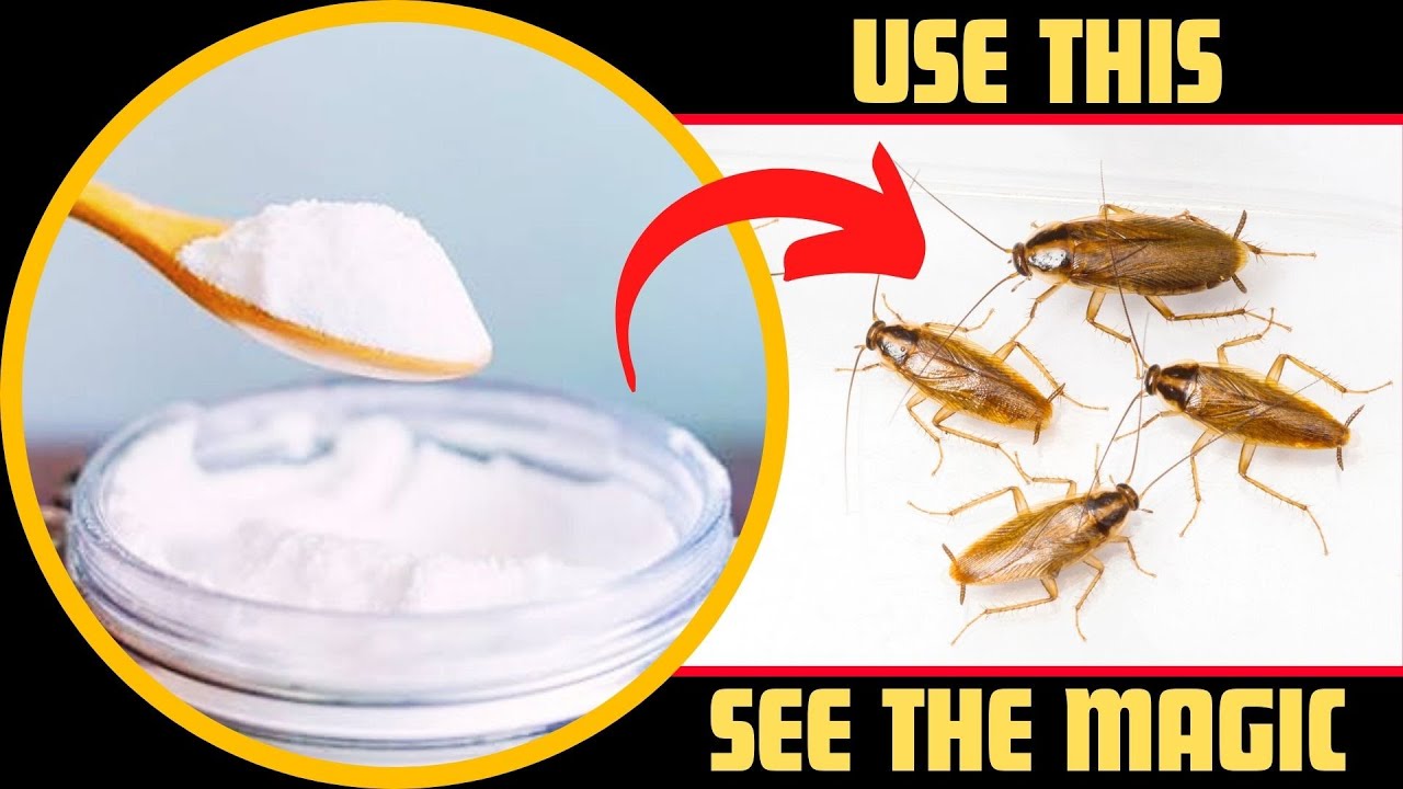 How to Permanently Get Rid of German Roaches? - YouTube
