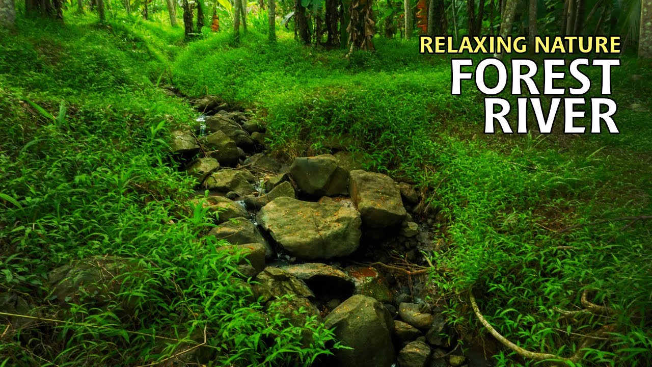 Forest River Relaxing Nature | Calming River Sounds for Sleep ...