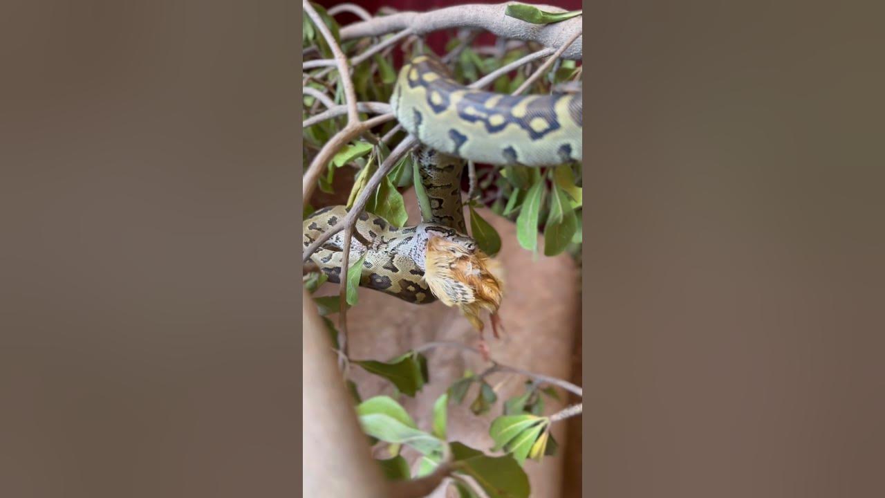 Do you like snakes ? I am a huge snake lover - these are african rock ...