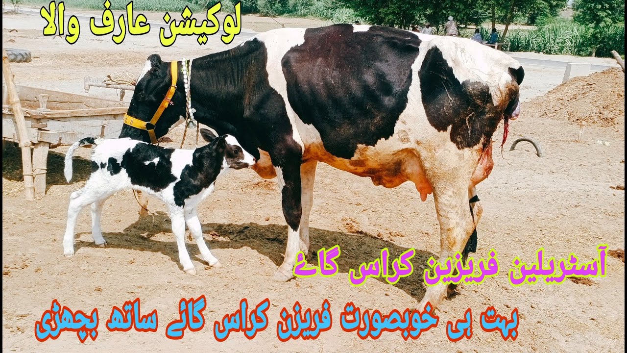 Asutralian Friesian Cross Cow ] HF Cros Cow In Arifwala ] Female baby ...