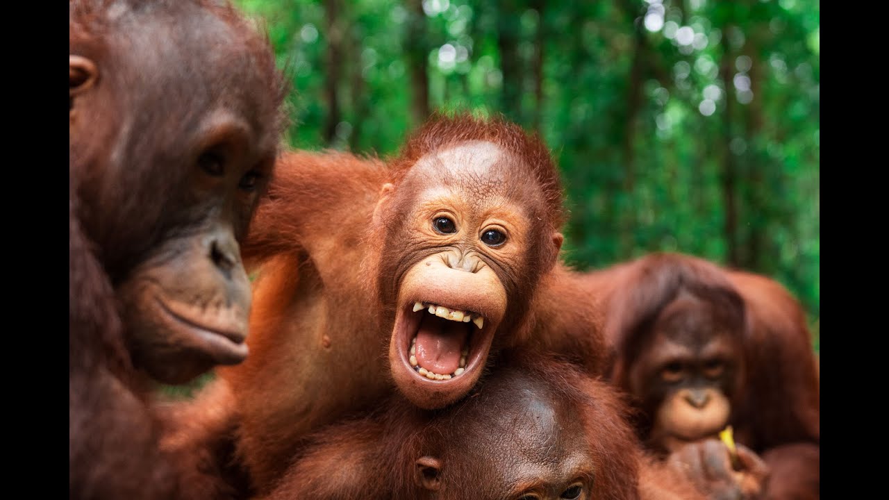Unsere Rampensau Onyer| BOS | orangutan.de - YouTube
