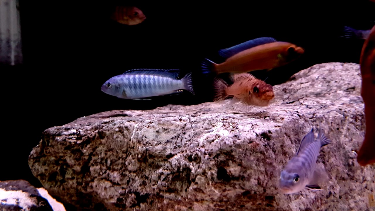 LABEOTROPHEUS TREWAVASAE "CHILUMBA RED" breeding - YouTube